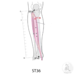 7 Effective Field-Tested Acupuncture Points For Sciatica