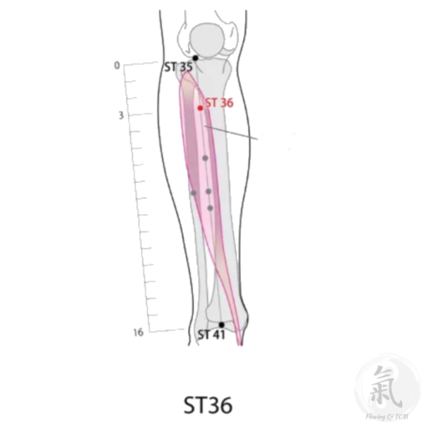 7 Effective Field-Tested Acupuncture Points For Sciatica